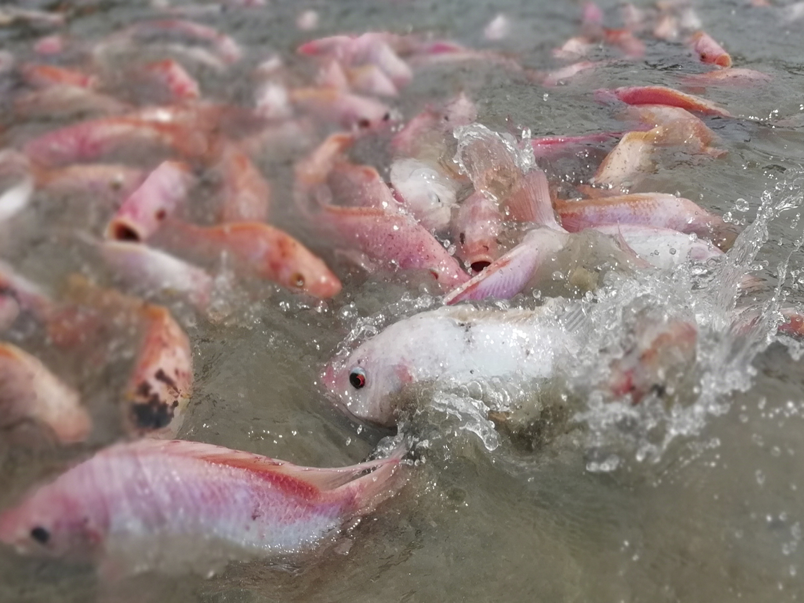 Cría de Alevinos - Tilapia tipo exportación
