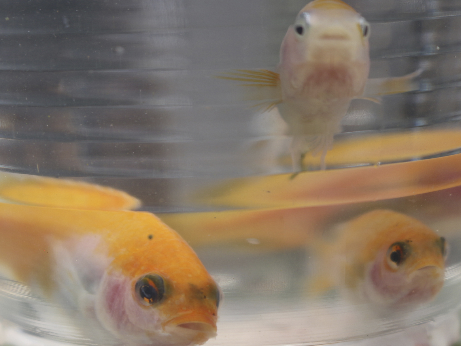 Cría de Alevinos - Tilapia tipo exportación